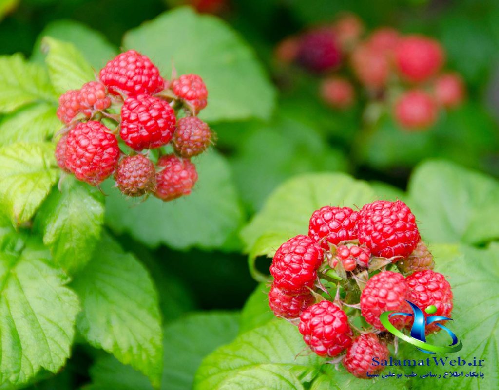 تمشک و انواع آن+فرق تمشک و شاتوت - سلامت وب طب بوعلی سینا